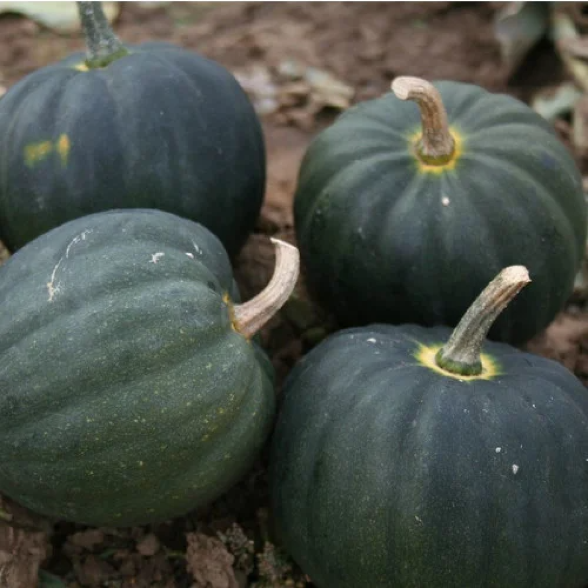 Winter Squash 'Table Star F1' - Acorn Squash