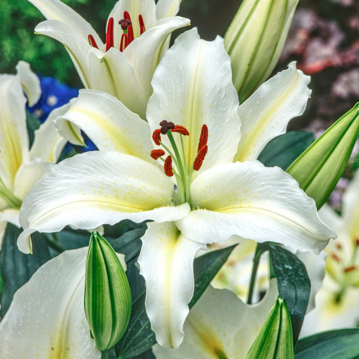Lilium Belcastro - Pack of FIVE Lily Bulbs
