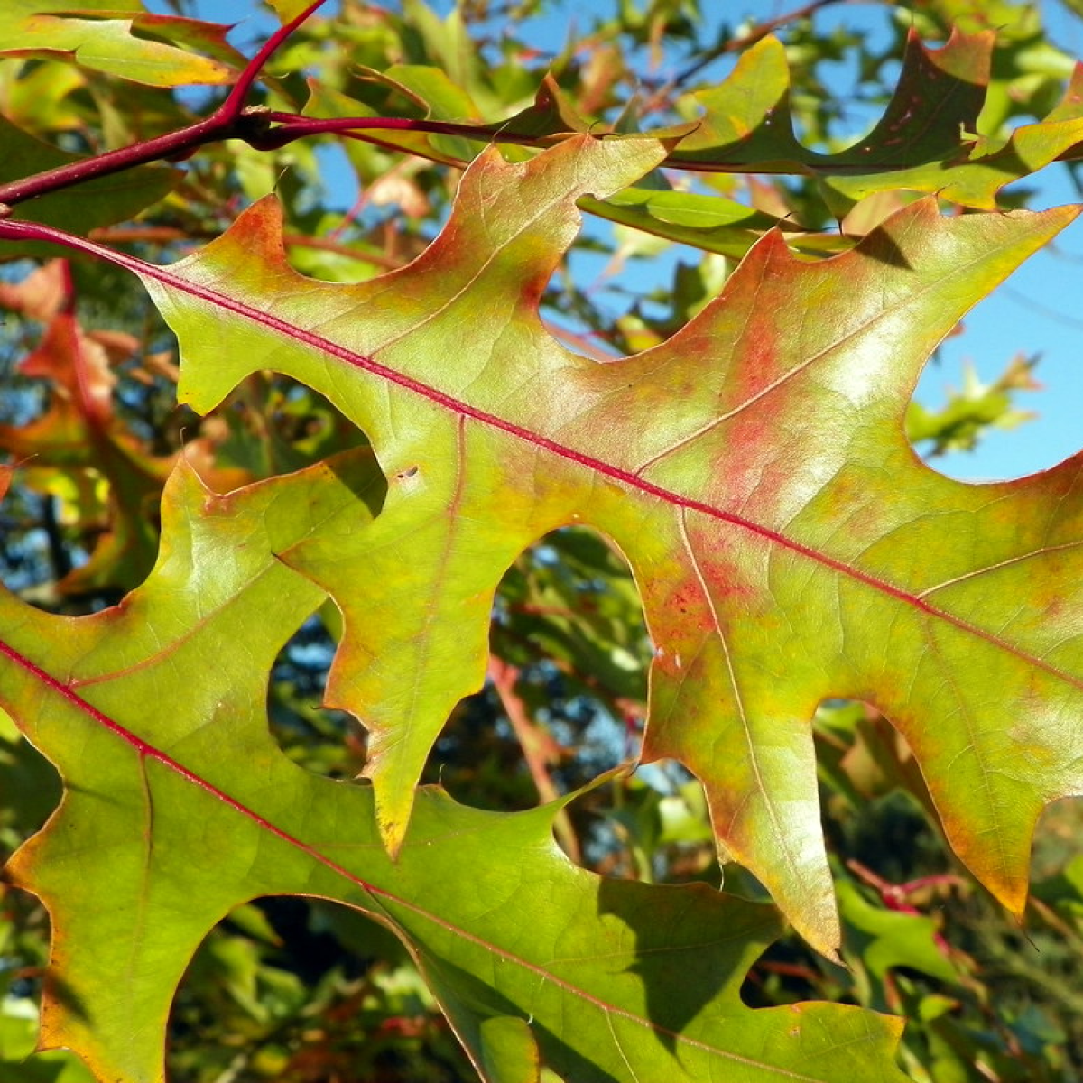 Quercus rubra (American Red Oak) -Bare Root Hedging 80-100cm - Pack of 24
