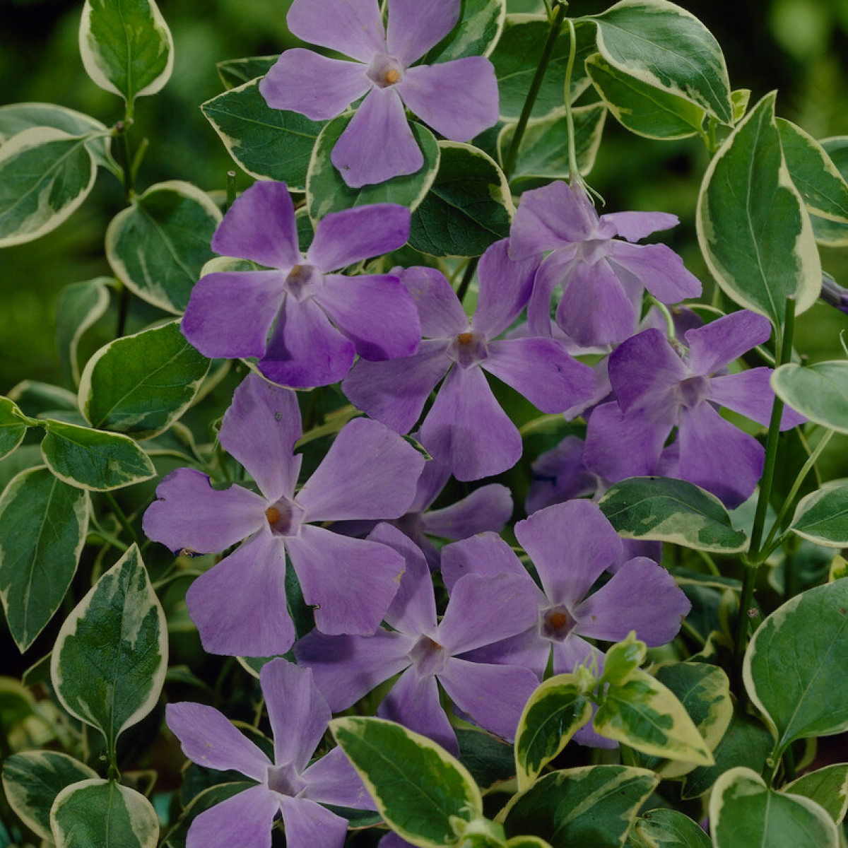 Vinca major 'Variegata' - Greater Periwinkle