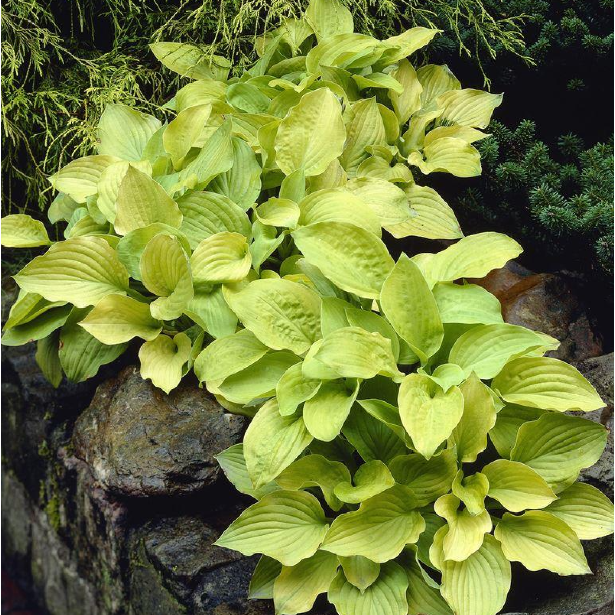 Hosta 'August Moon'