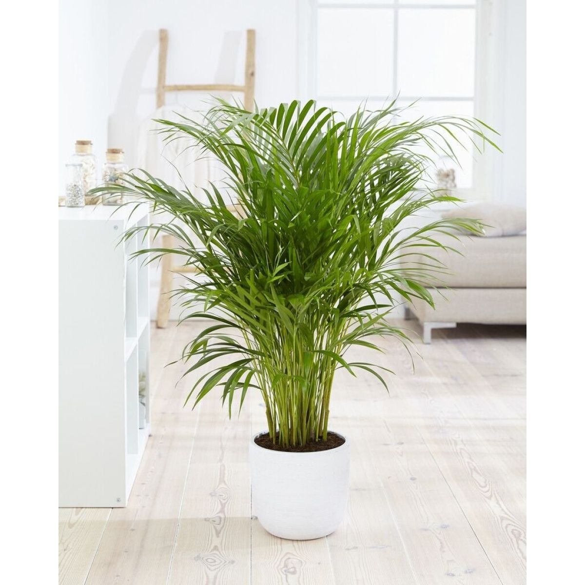 Dypsis Areca Parlour Palm Perfect Palm for indoors 100 130cm