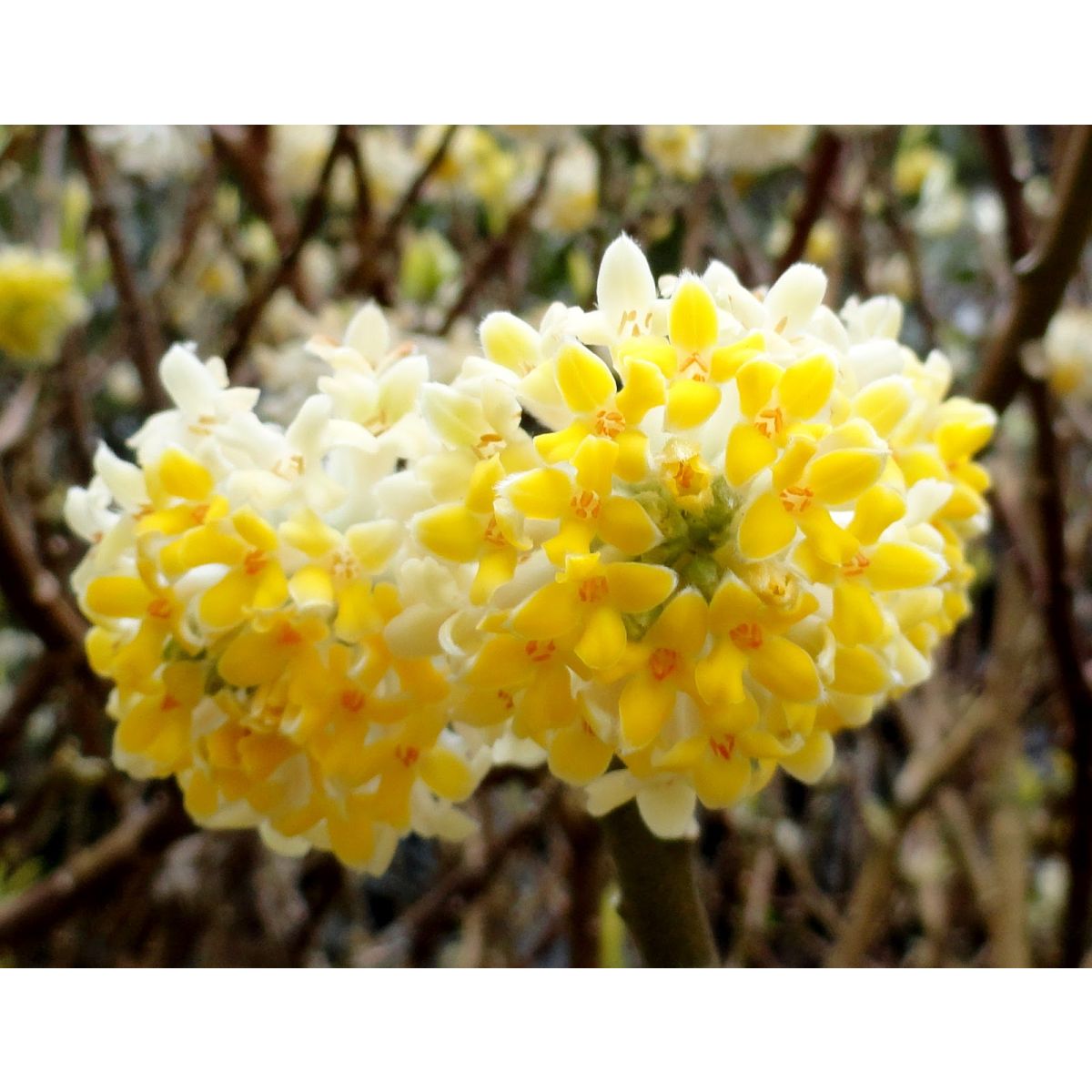 Corrida Do Ouro De Edgeworthia Chrysantha Winter's Gold Edgeworthia