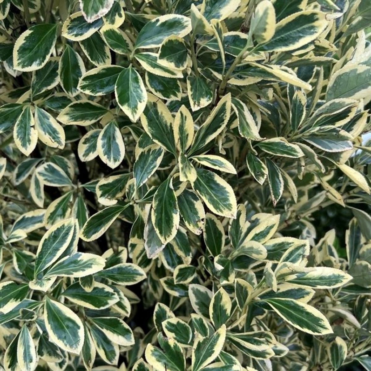 Variegated Euonymus Ground Cover Euonymus, Fortunes Spindle, Euonymus