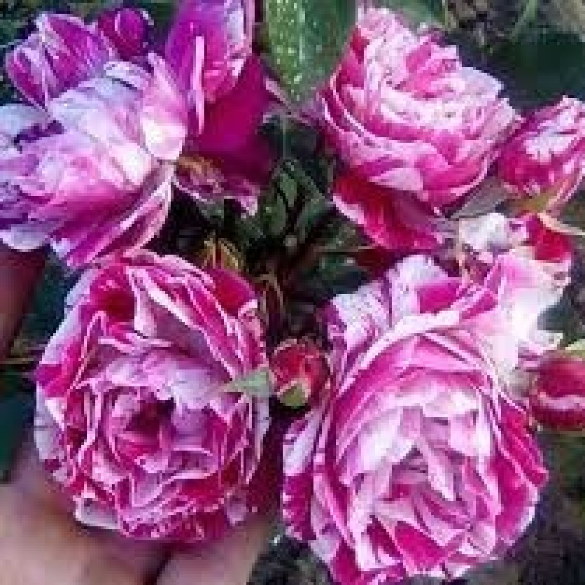 Large Standard Rose Tree - Ferdinand Pichard