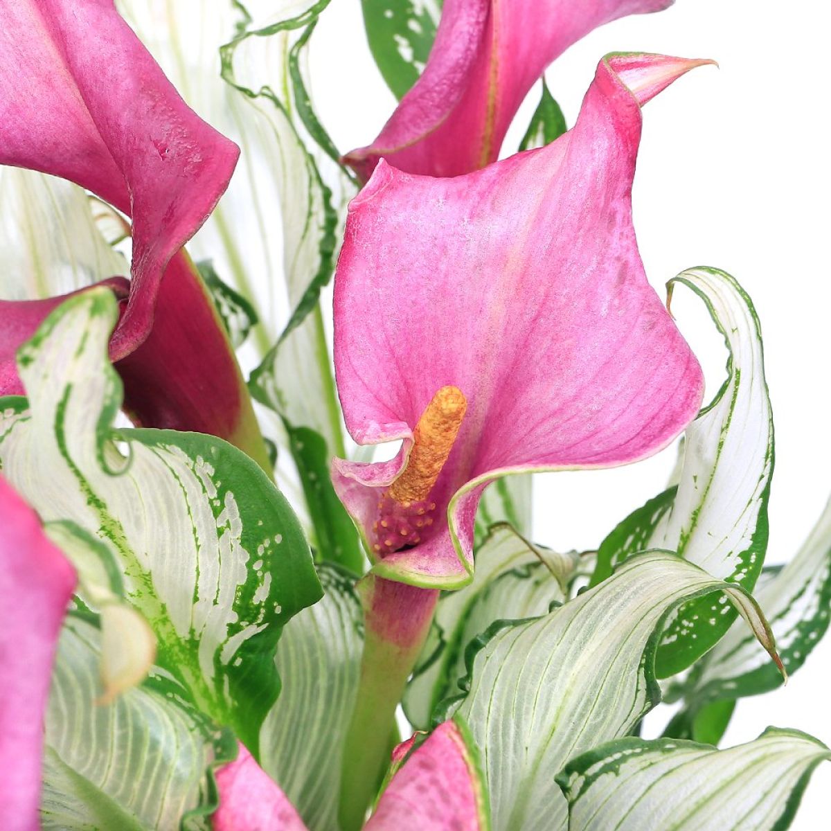 Zantedeschia Calla Lily Care