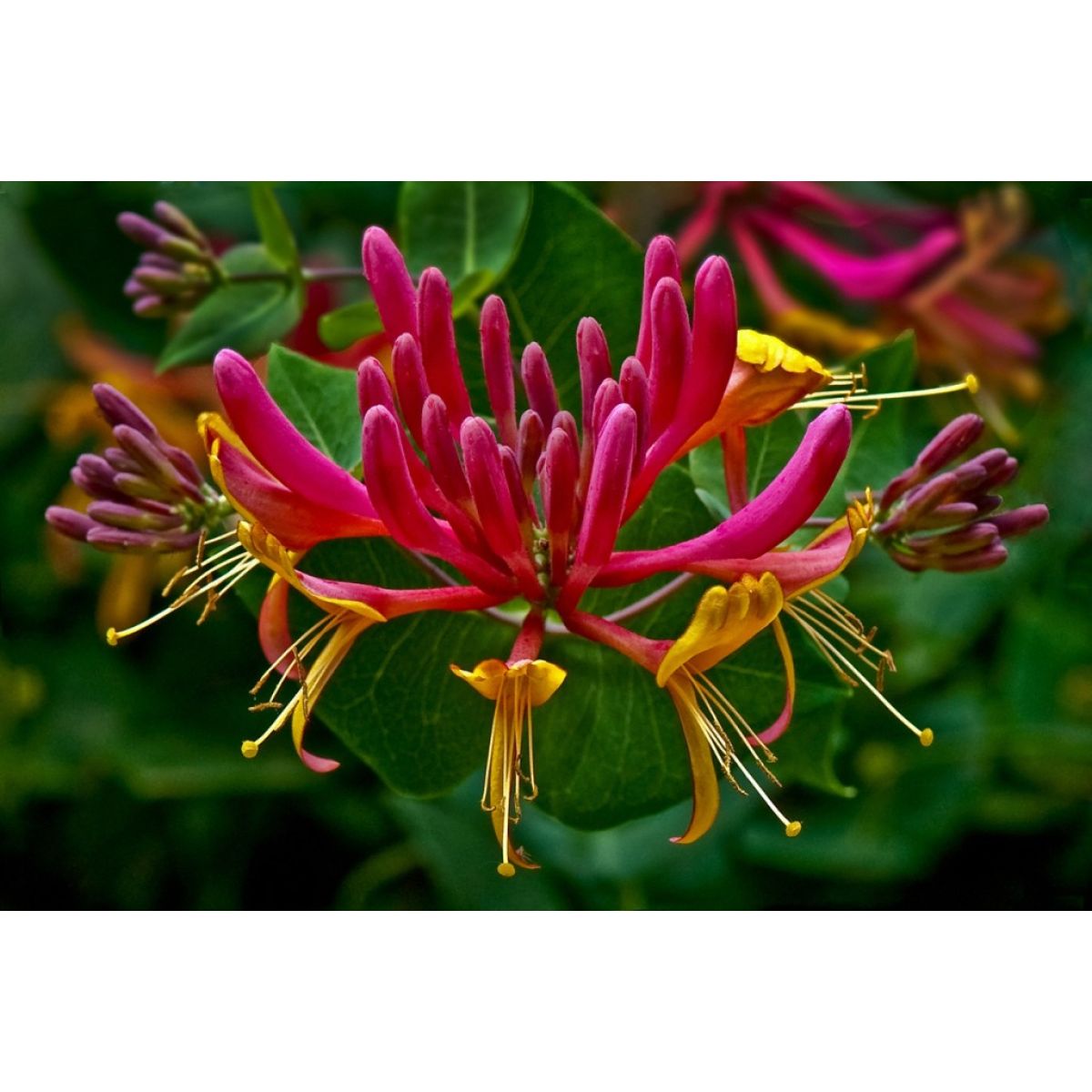 Goldflame honeysuckle store