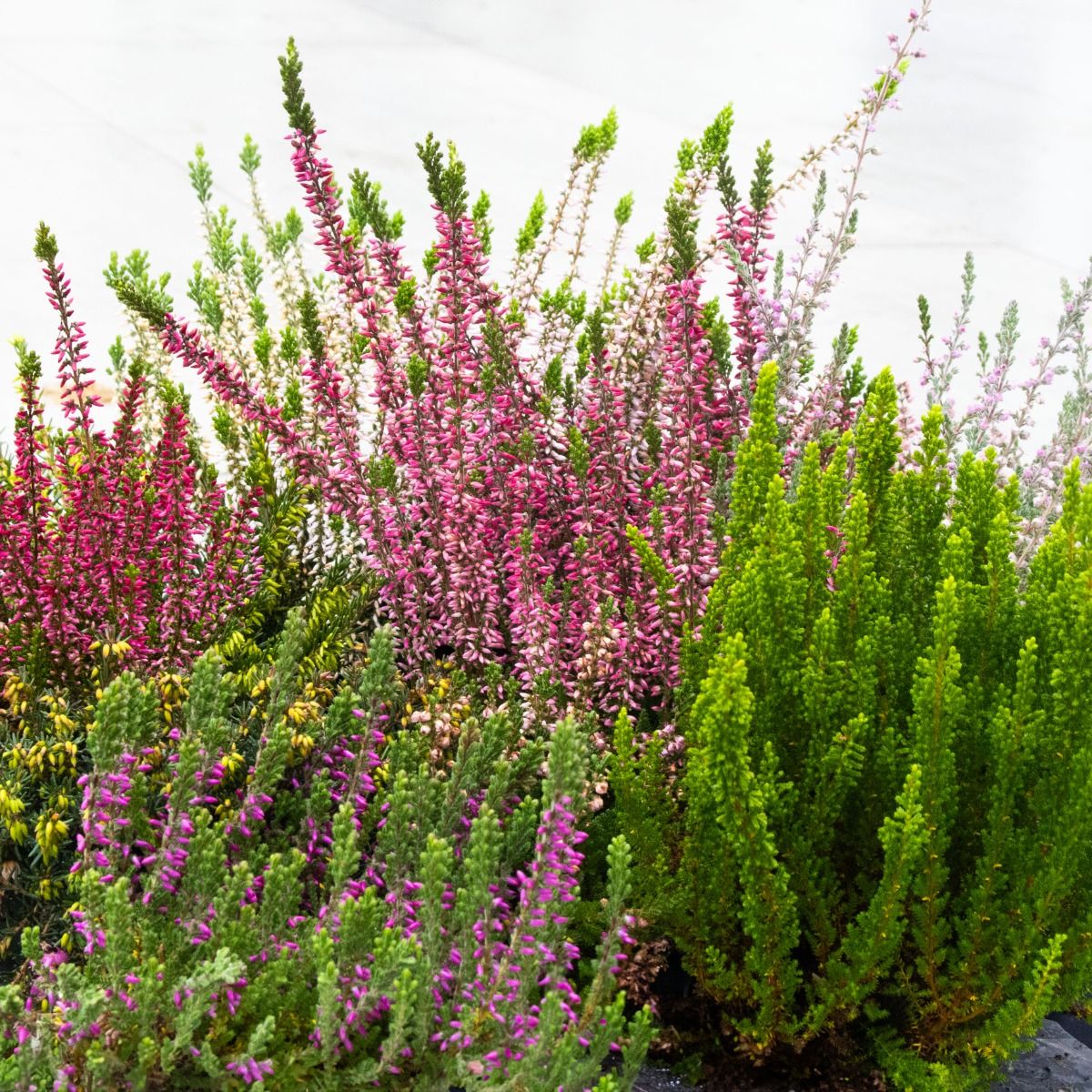 Heather Flower Plant SUMMER HEATHER Calluna Vulgaris 'Jana' 9cm
