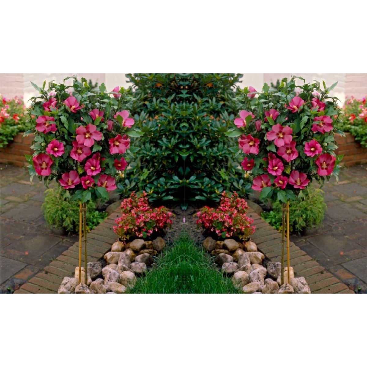 Pin Hibiscus Plants Tree How To Grow And Care For Hardy Hibiscus
