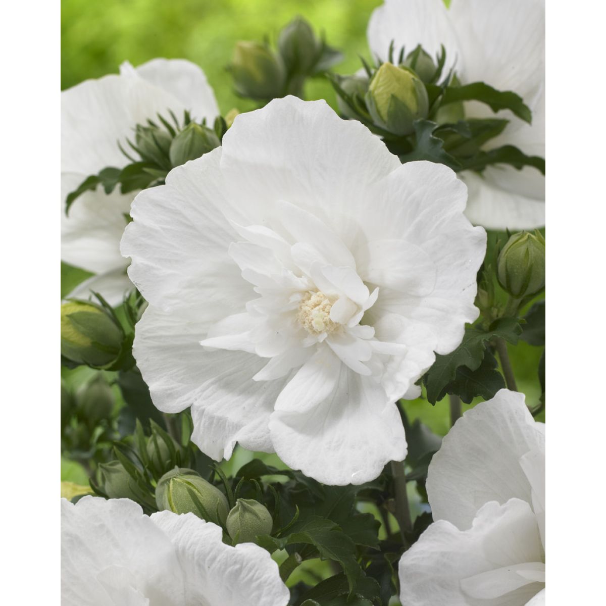 Hibiscus syriacus WHITE Chiffon Double Flowered Tree Hollyhock