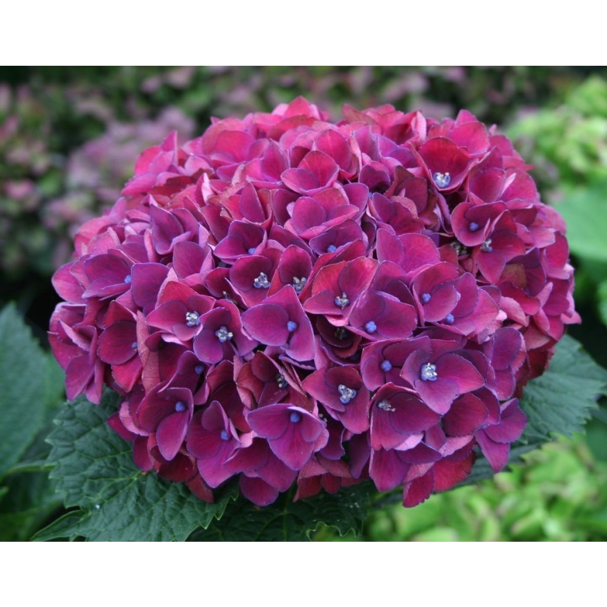 Hydrangea Purple Triumph - Giant Flowered Mauve Mophead Hydrangea ...