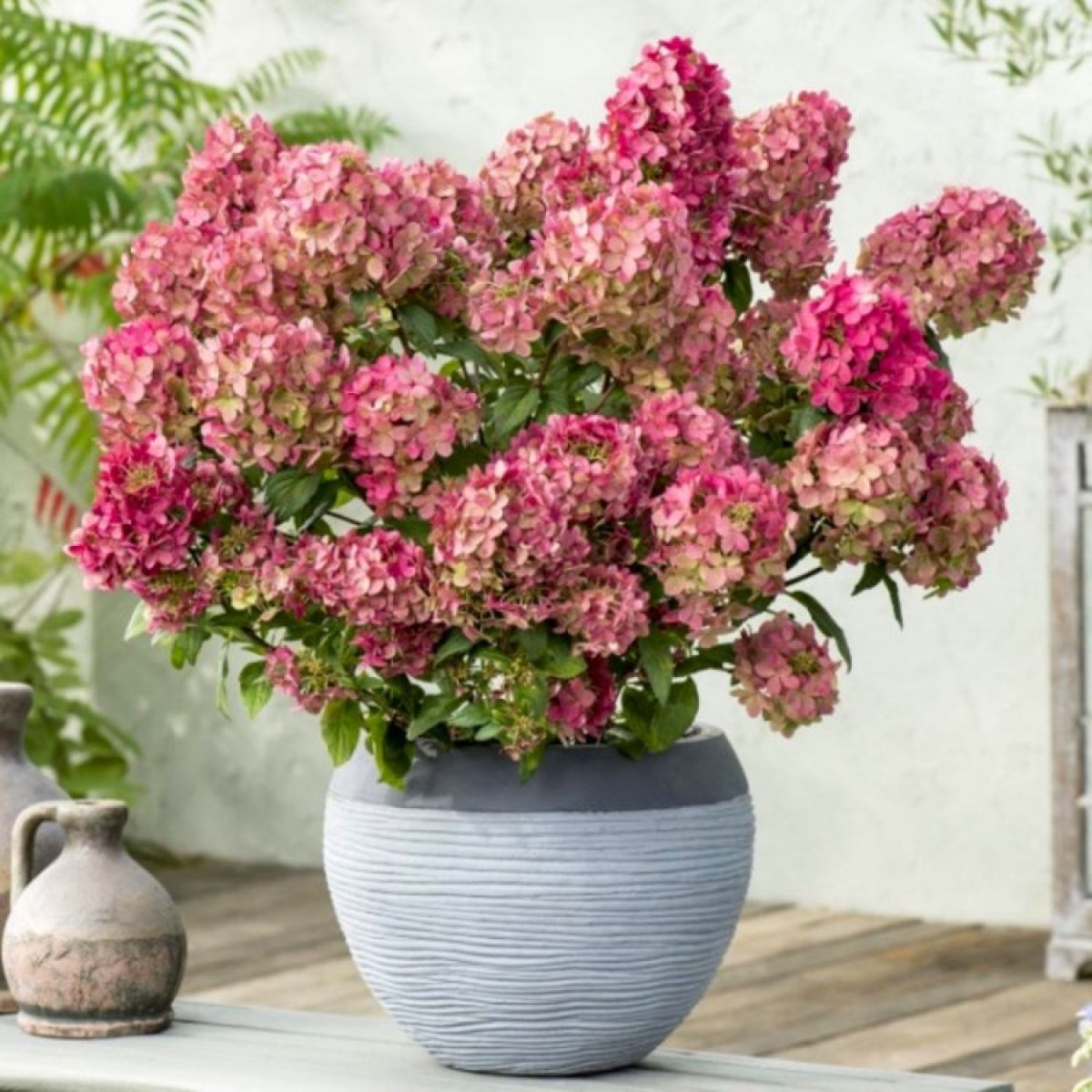 Hydrangea Petite Star