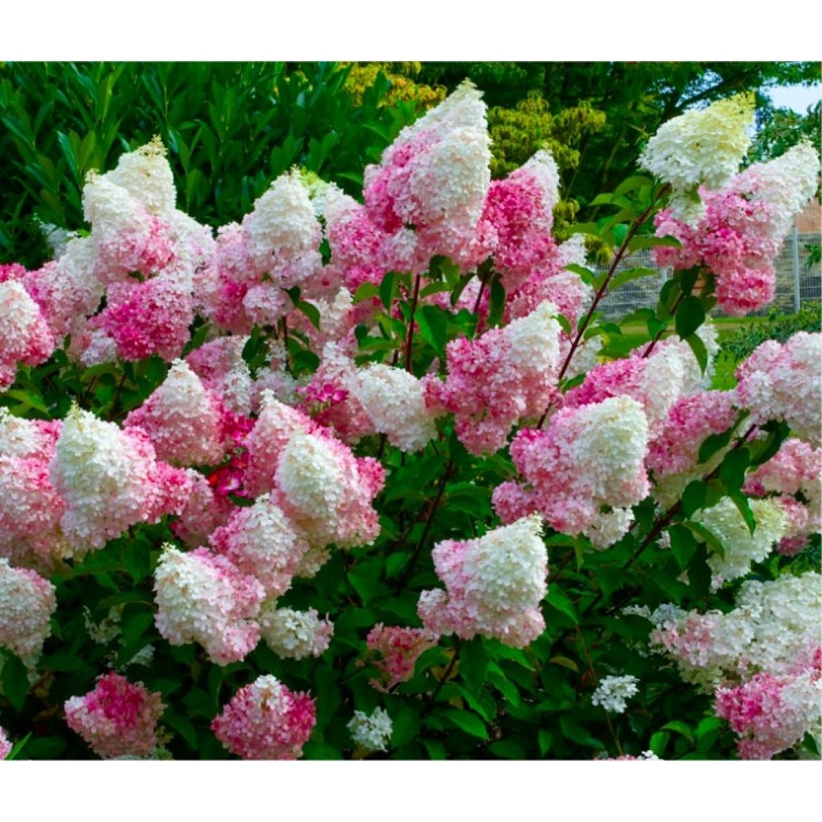 Vanilla Strawberry Hydrangea Vanilla Strawberry Hydrangea Trees! These