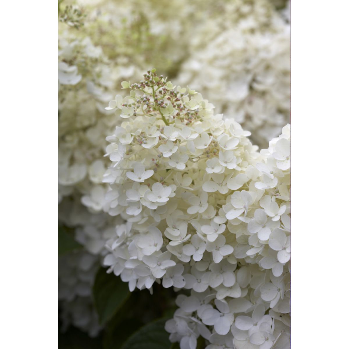 Large Specimen - Hydrangea paniculata Phantom
