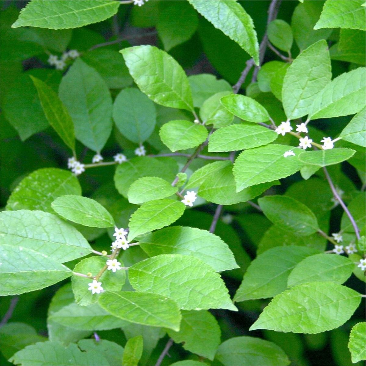 Ilex verticillata Winter Berry - Male Plant
