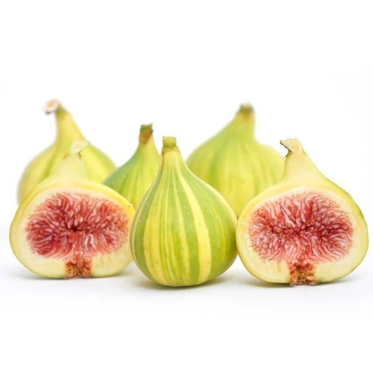 Fig Tree - Ficus carica Panachee - Striped Tiger Fig - circa 80cms+