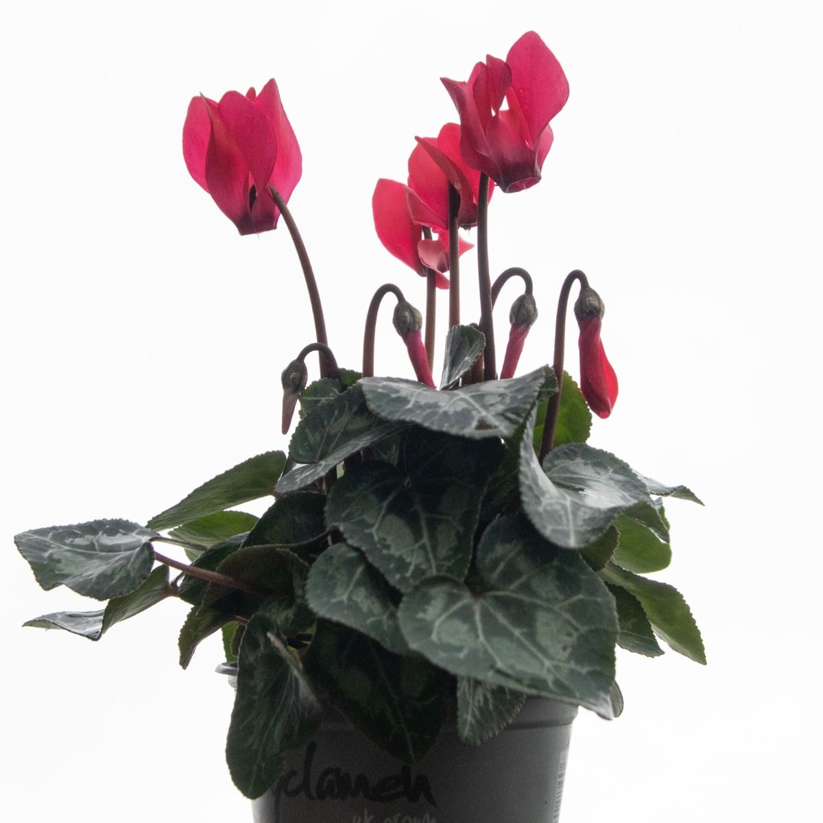 Cyclamen Fuchsia Pink in Bud Bloom
