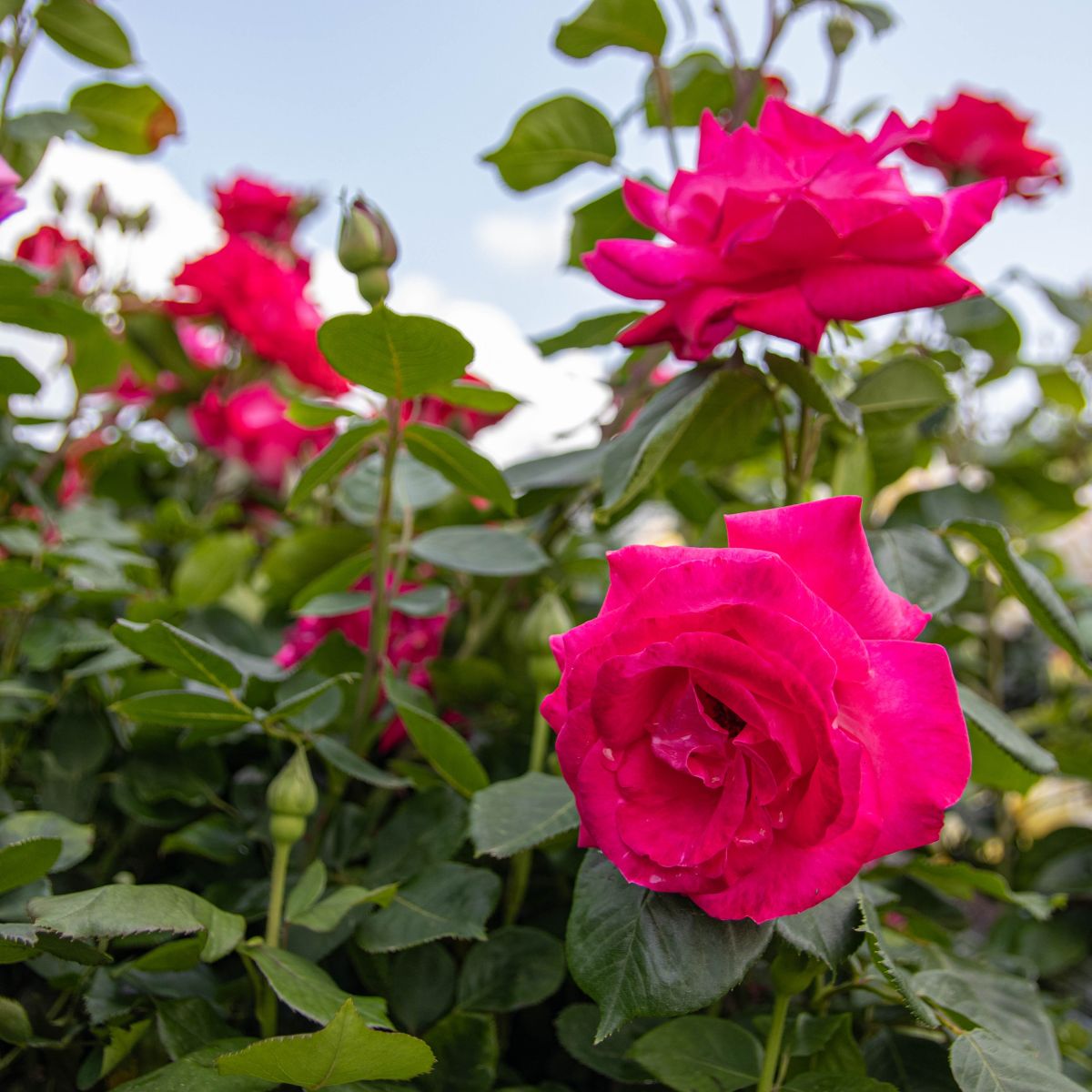 Hot Pink Rose Bush