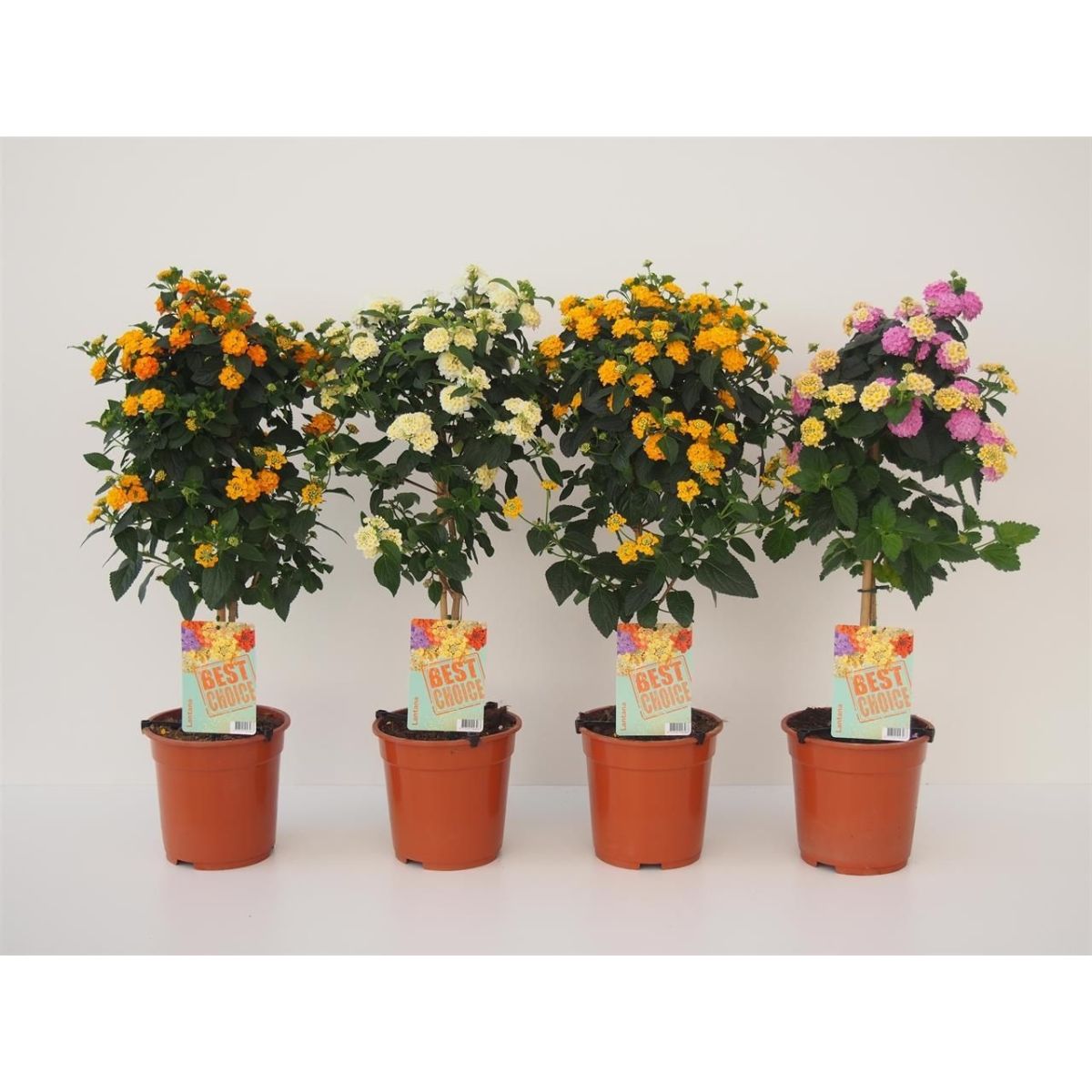 Patio Standard Yellow Lantana Tree