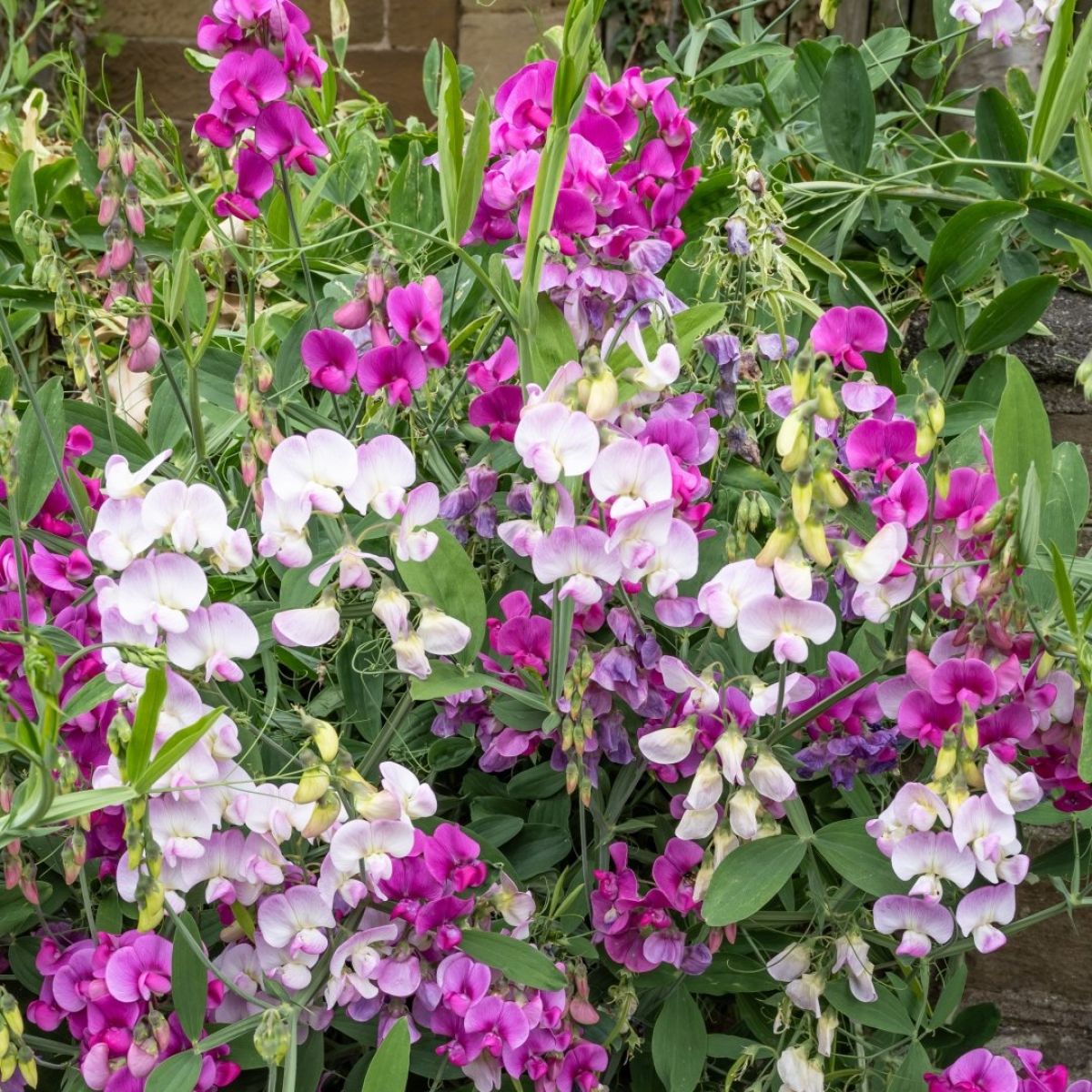 Lathyrus latifolius - Hardy Everlasting Sweetpea