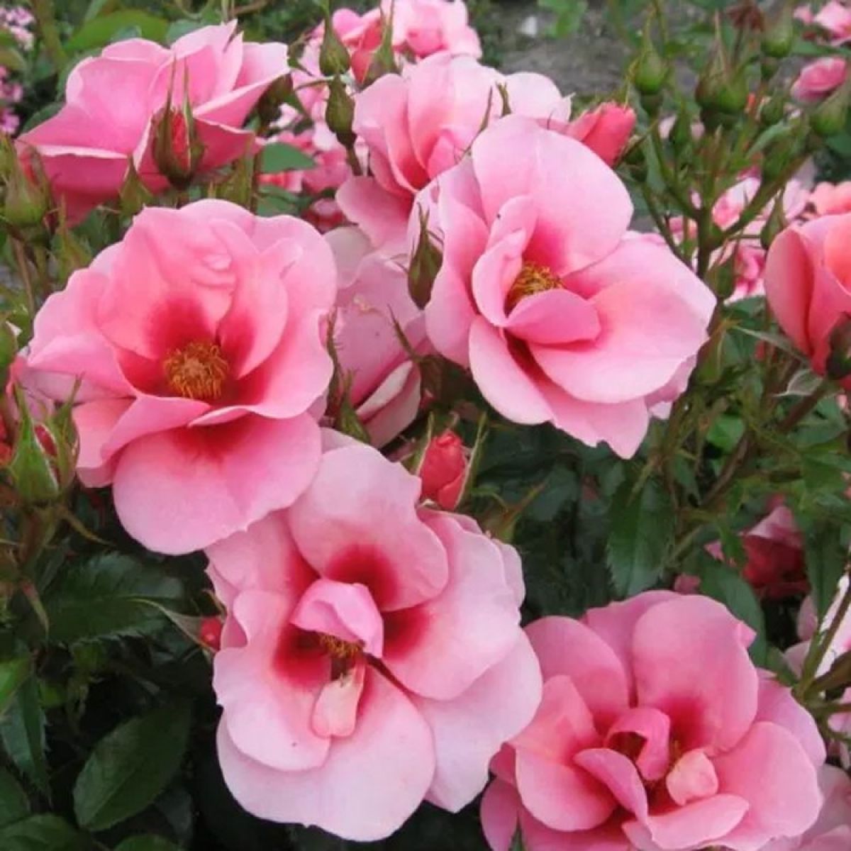 Pair of PATIO Standard Rose Trees - Babylon Eyes Maestro