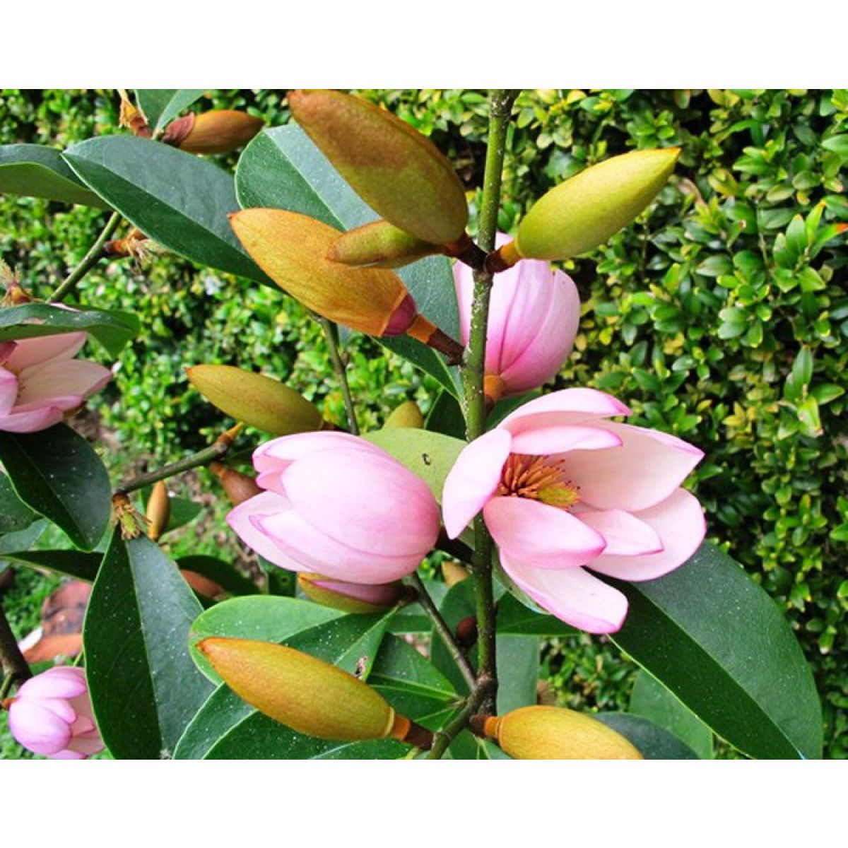 Magnolia Home Page | Borough Of Magnolia NJ