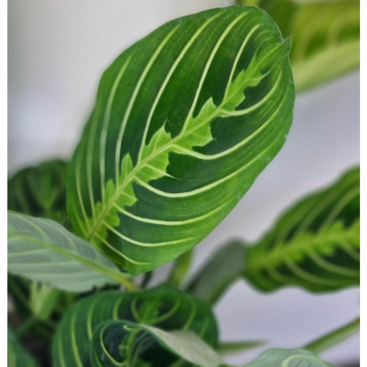 Maranta Lemon Lime - Prayer Plant