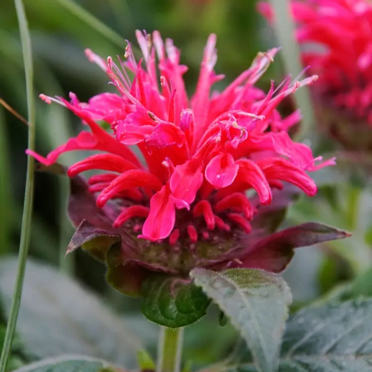 Monarda didyma Sugar Buzz Cherry Pops