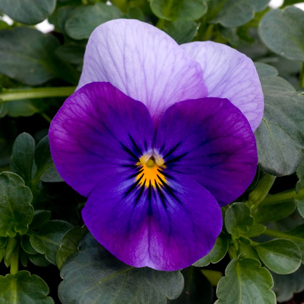 Viola Trailing Purple Beacon