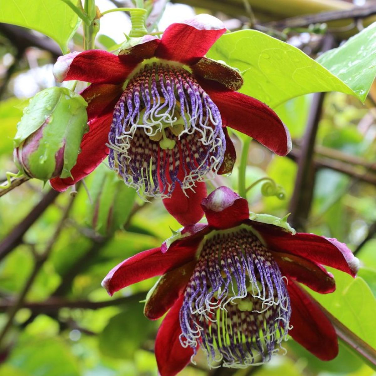 Passiflora Alata Fruit Winged Stem Passion Flower (Passiflora Alata)