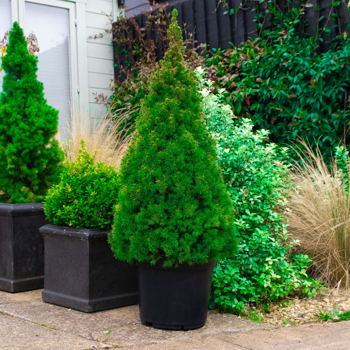 Picea Glauca Blue Planet Miniature Alberta Spruce 190+ Picea Glauca