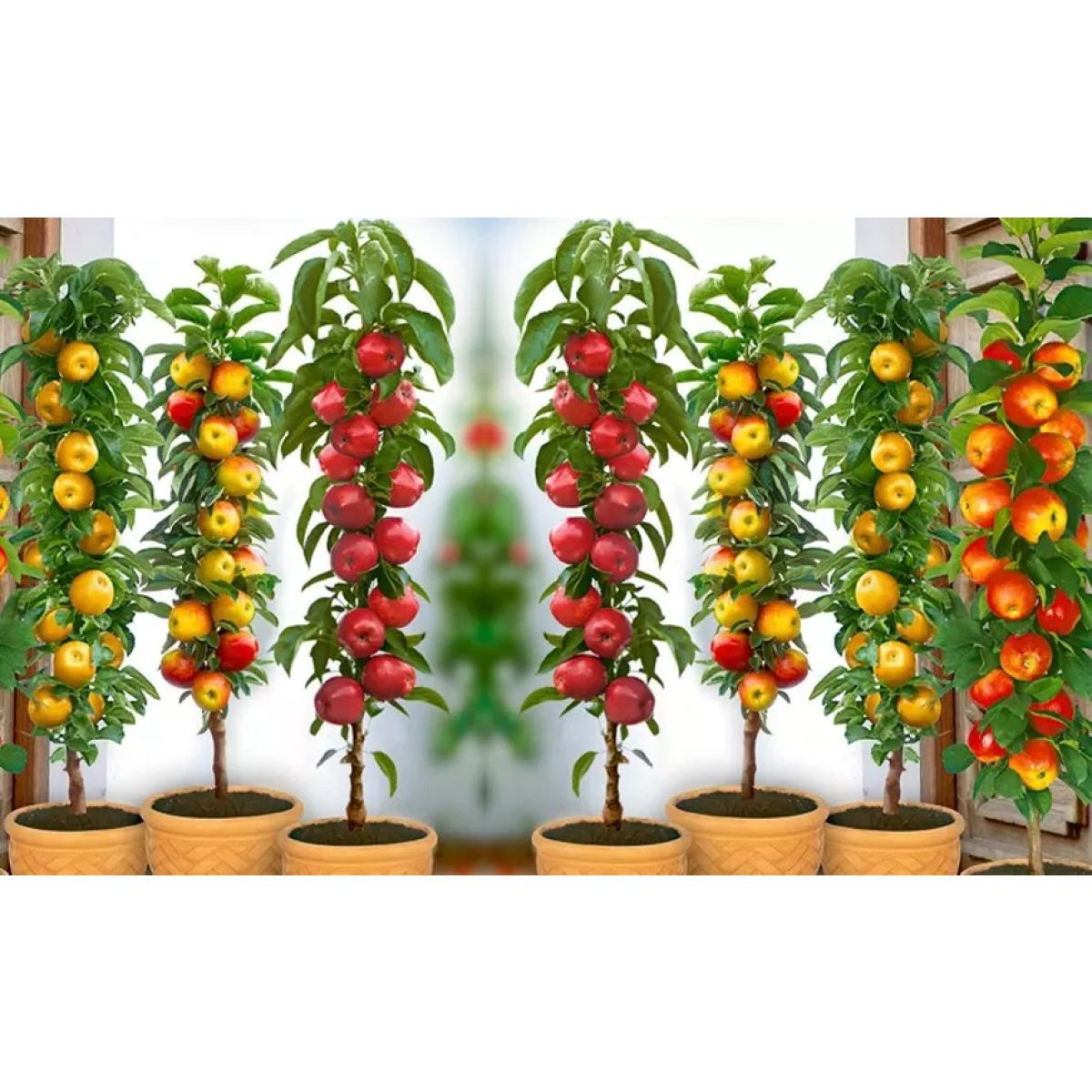 Dwarf Fruit Trees Fruit Trees | Varieties | California SummerWinds
