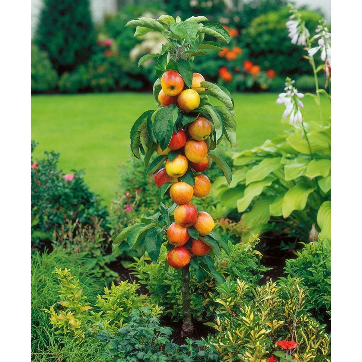 Dwarf Fruit Tree Orchard The Ultimate Guide To Fruit Tree Mulch: