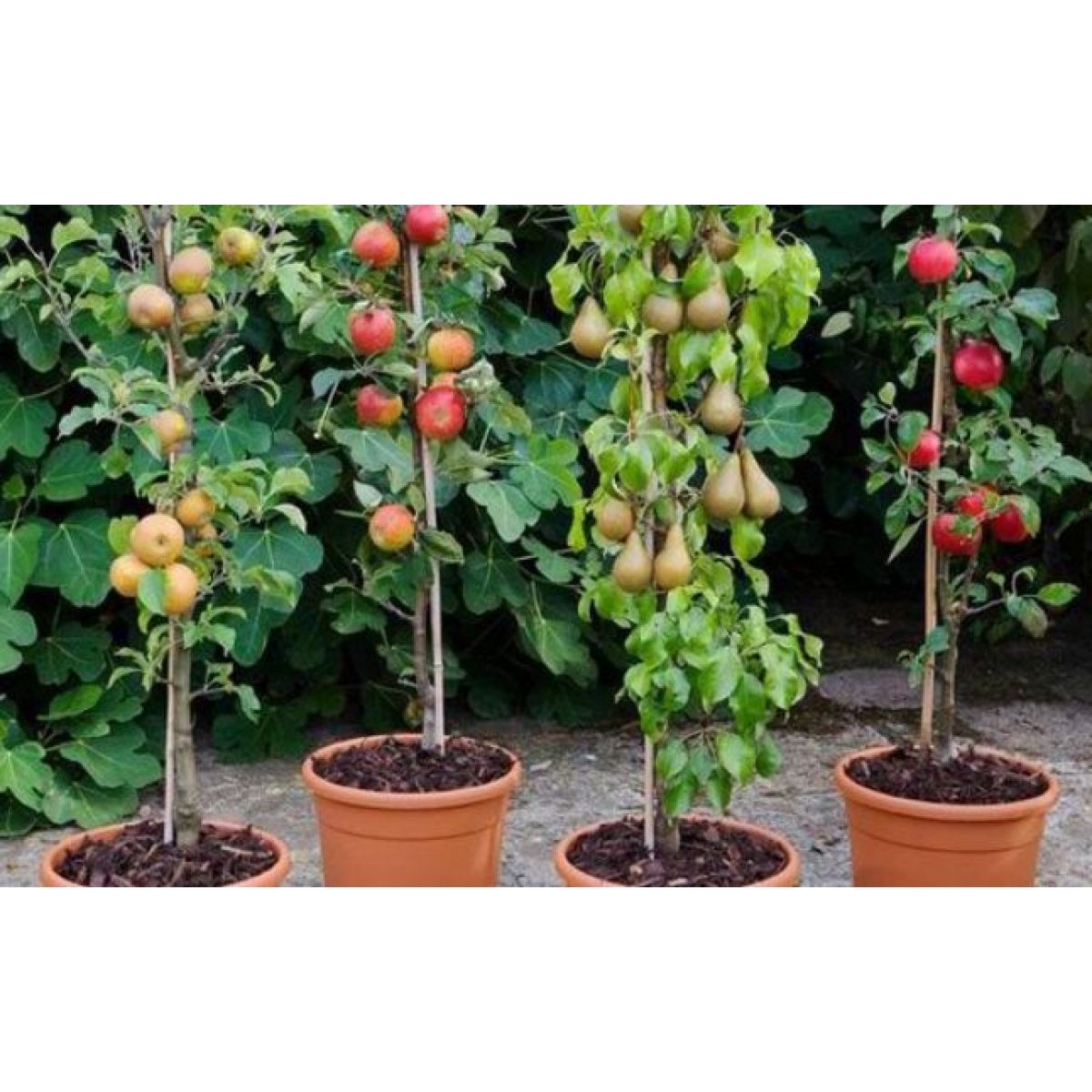 Dwarf Tropical Fruit Trees