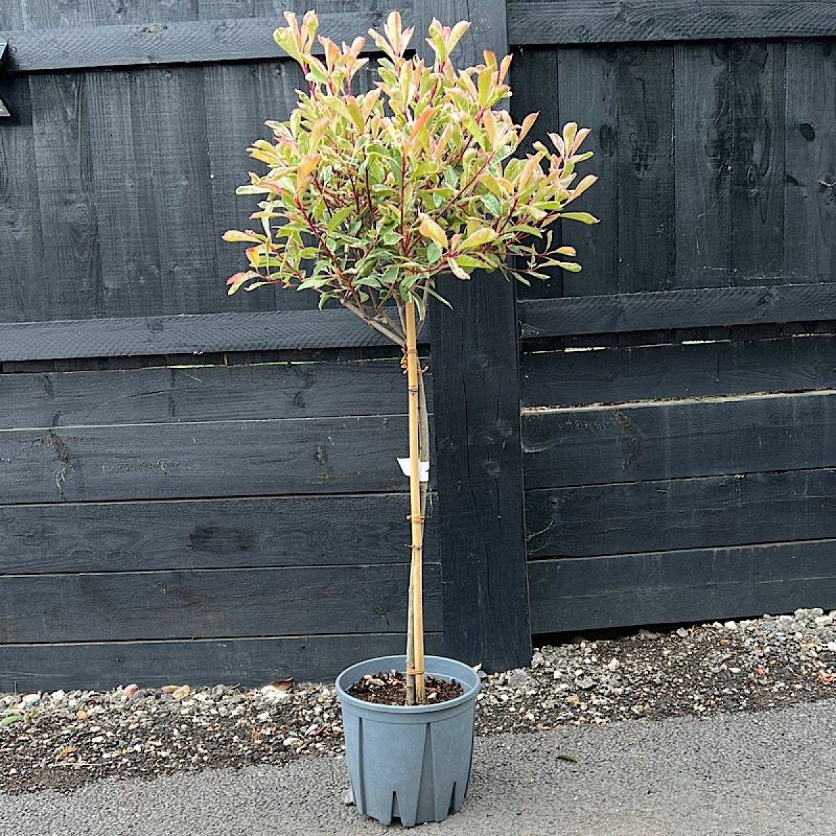 Hardy Evergreen Photinia cassini Pink Marble Standard Topiary Trees ...