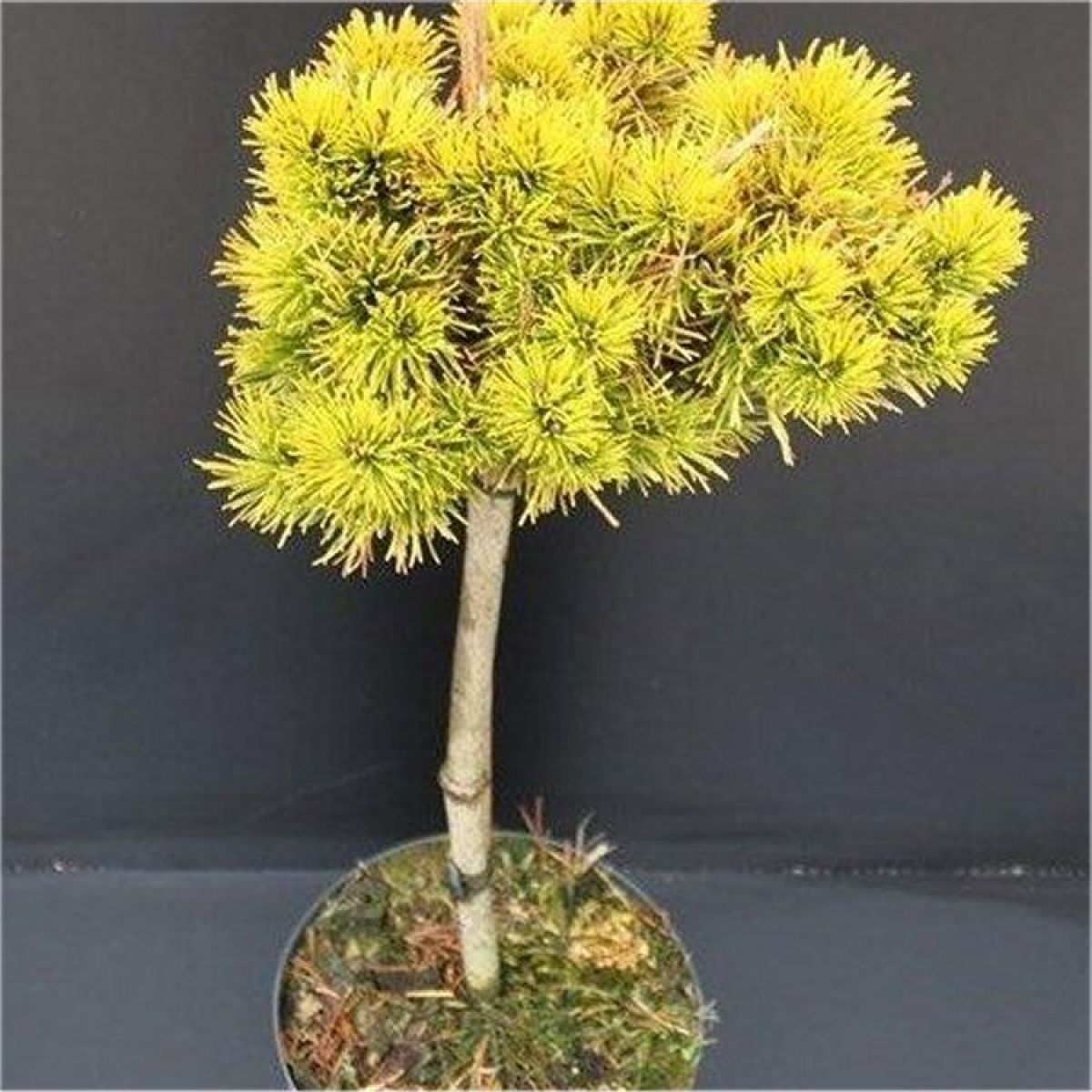 Pinus mugo Winter Gold - Golden Mountain Pine Minature STANDARD Tree