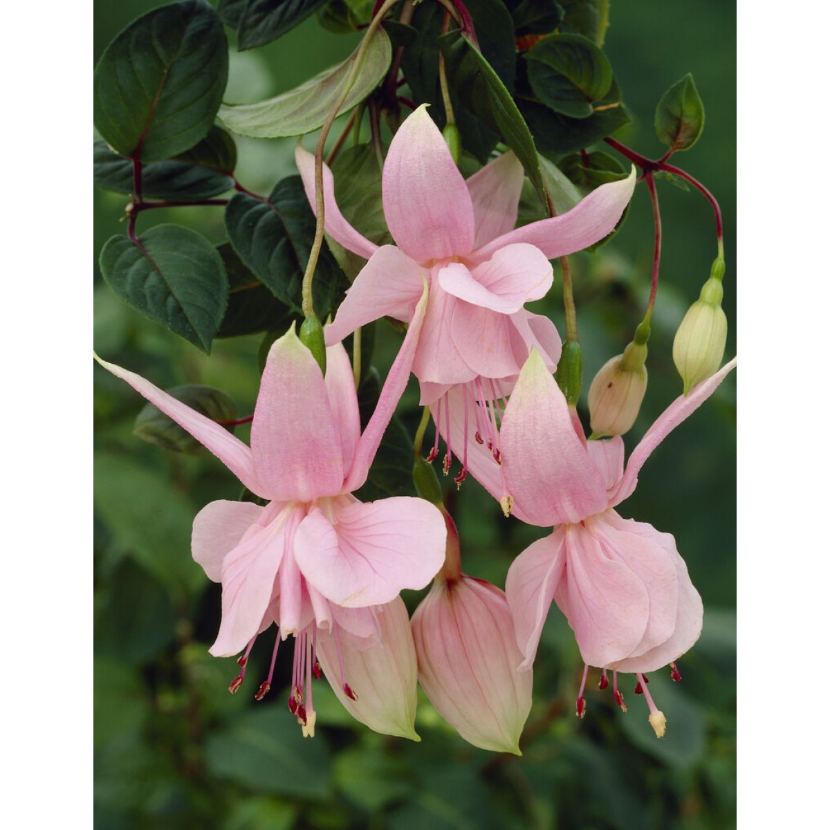 Fuchsia Pink Galore - Double Flowered Trailing Fuchsia