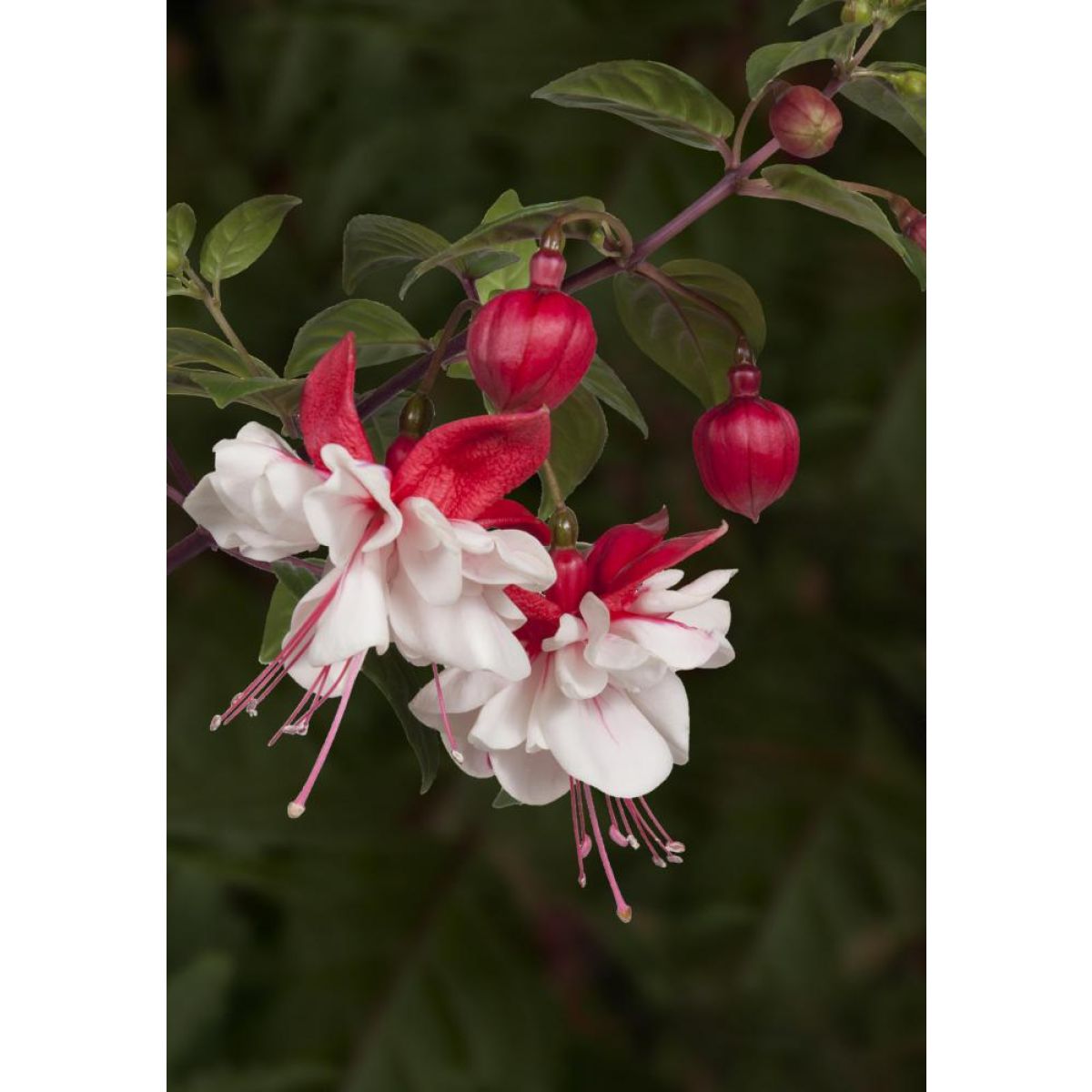 Fuchsia 'Swingtime' - Double Flowered Trailing Fuchsia