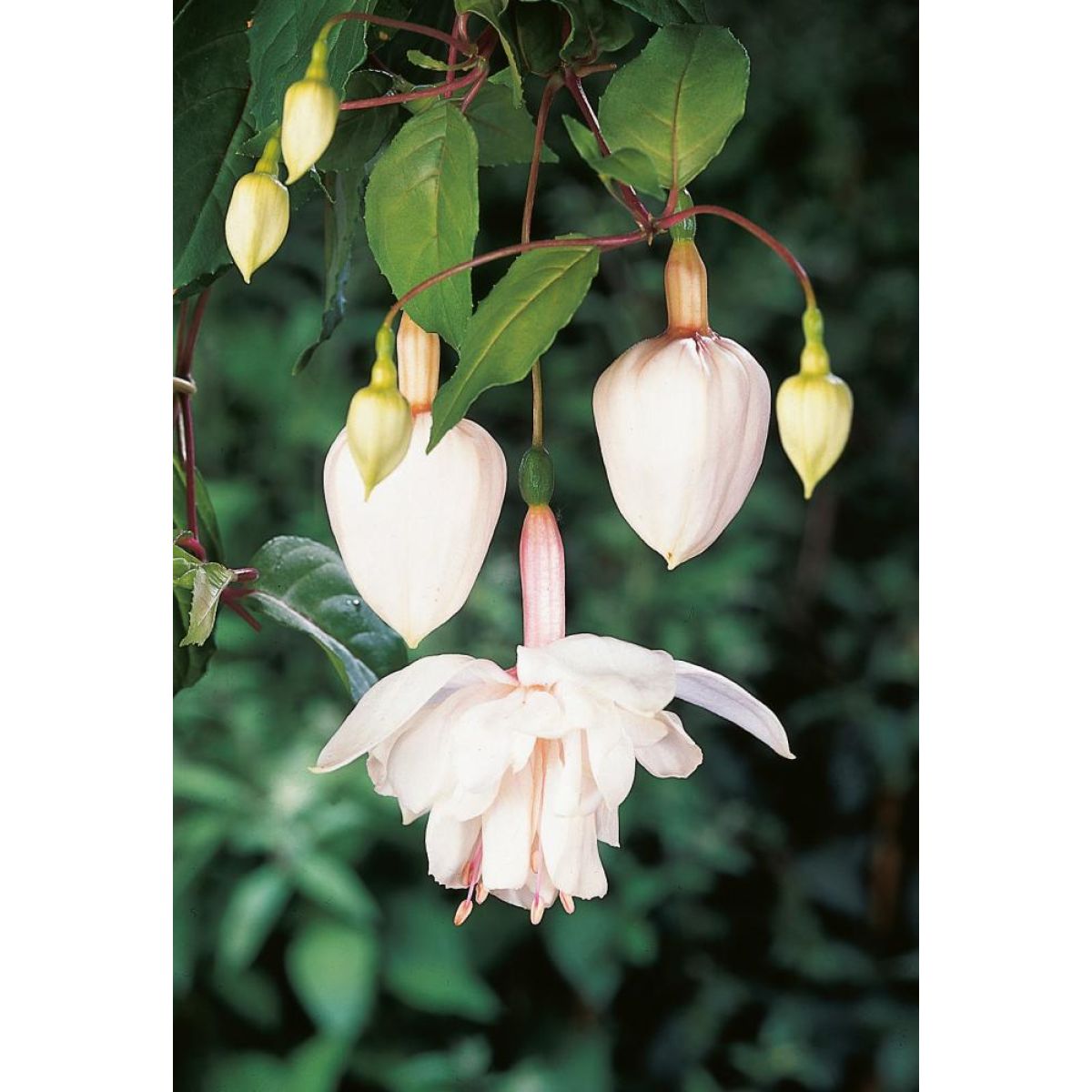 Fuchsia Pink Marshmallow - Double Flowered Trailing Fuchsia