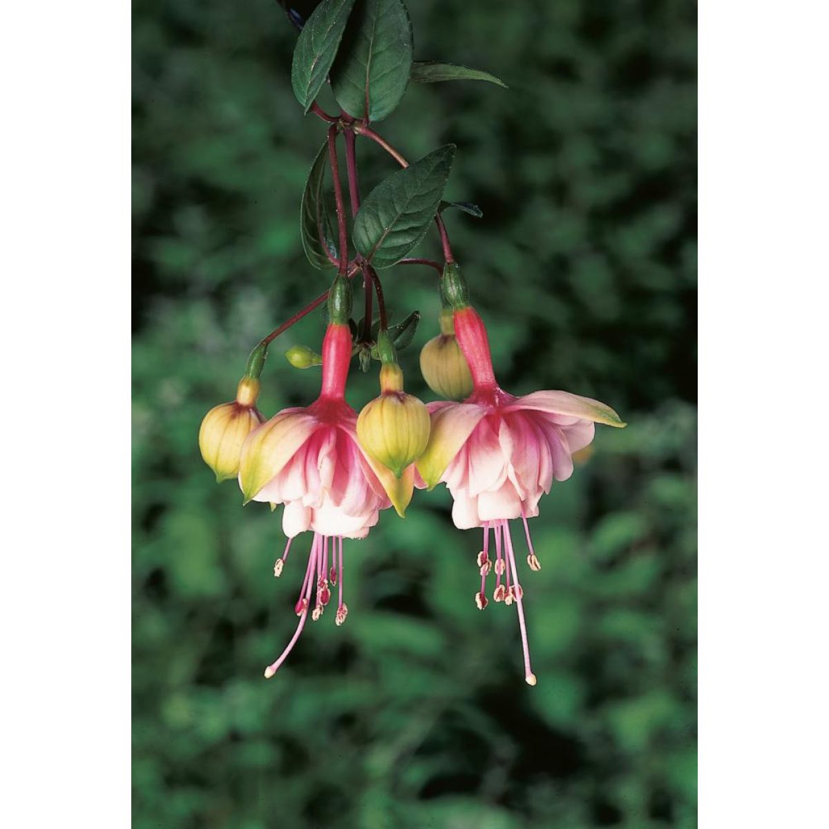 Fuchsia Southgate - Double Flowered Trailing Fuchsia