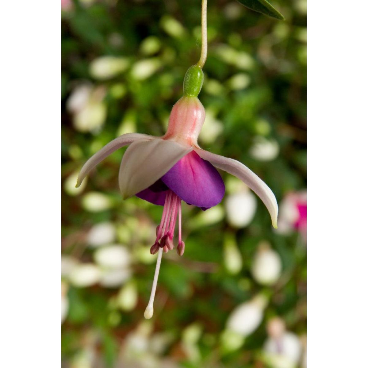 Fuchsia La Campanella - Double Flowered Trailing Fuchsia