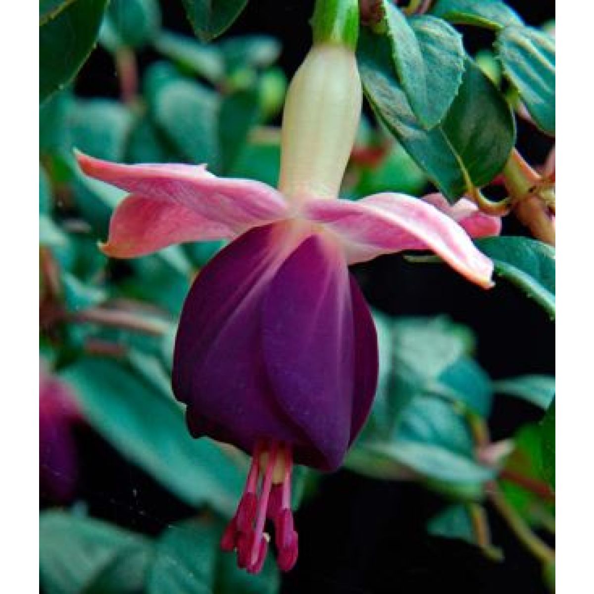 Fuchsia Eva Boerg - White & Purple Trailing Fuchsia