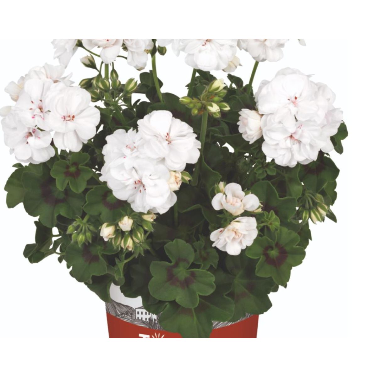 Geranium Trailing Ivy Leaf - Double White