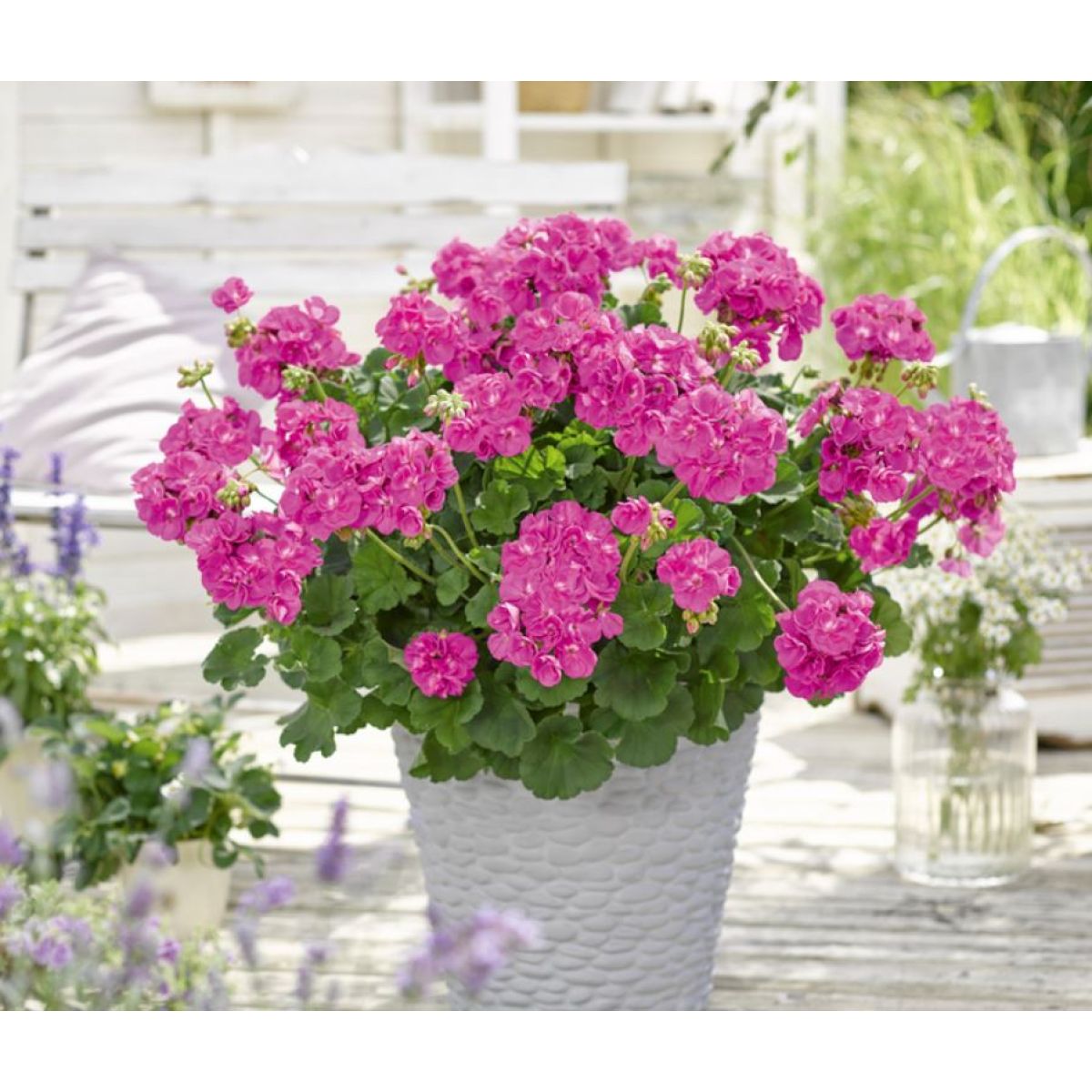 Geranium Semi-Double Lavender - Trend