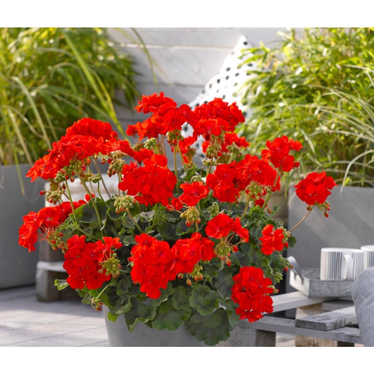 Geranium Semi-Double Orange - Emilia