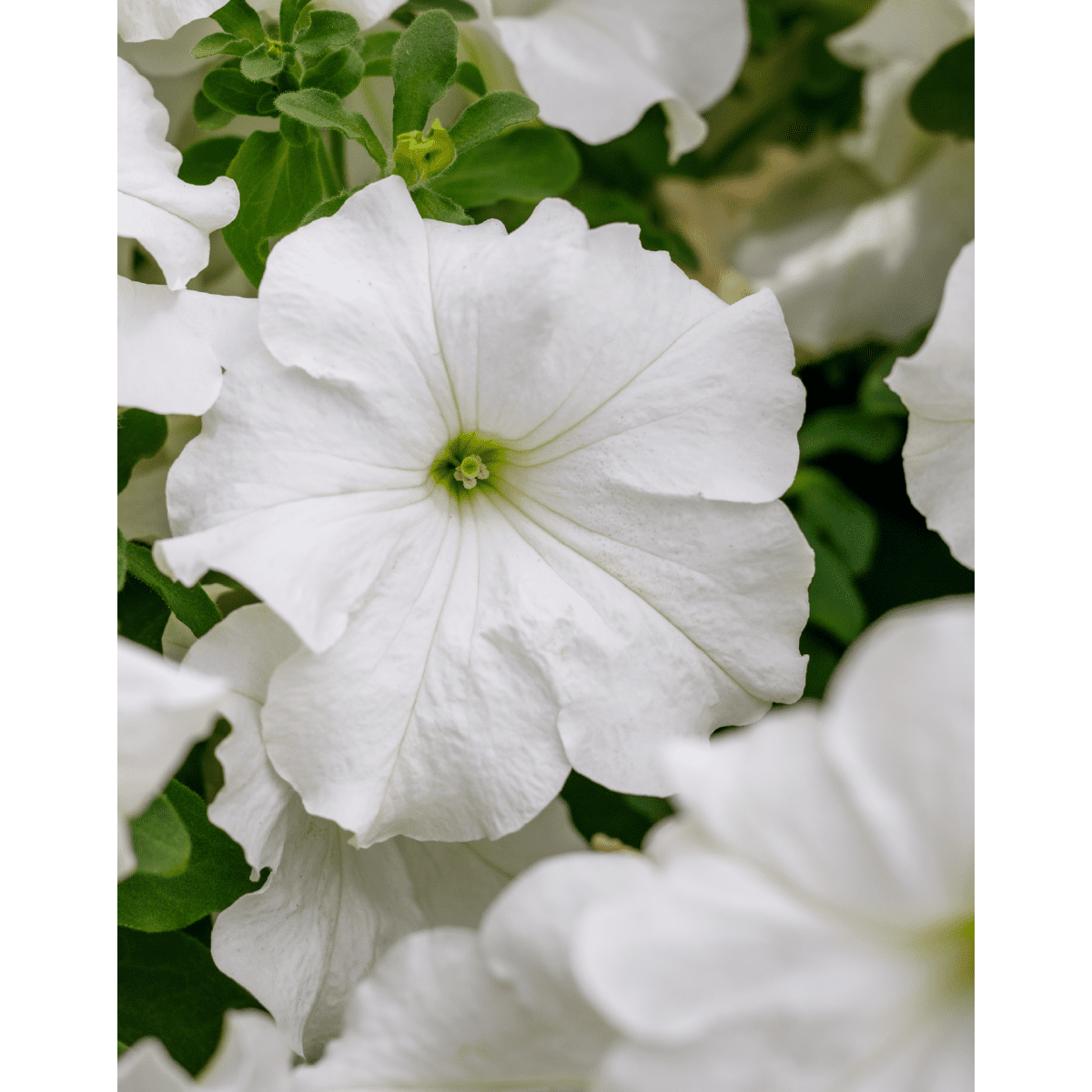 Petunia Surfinia® White Morn - Trailing Basket and Patio Plant