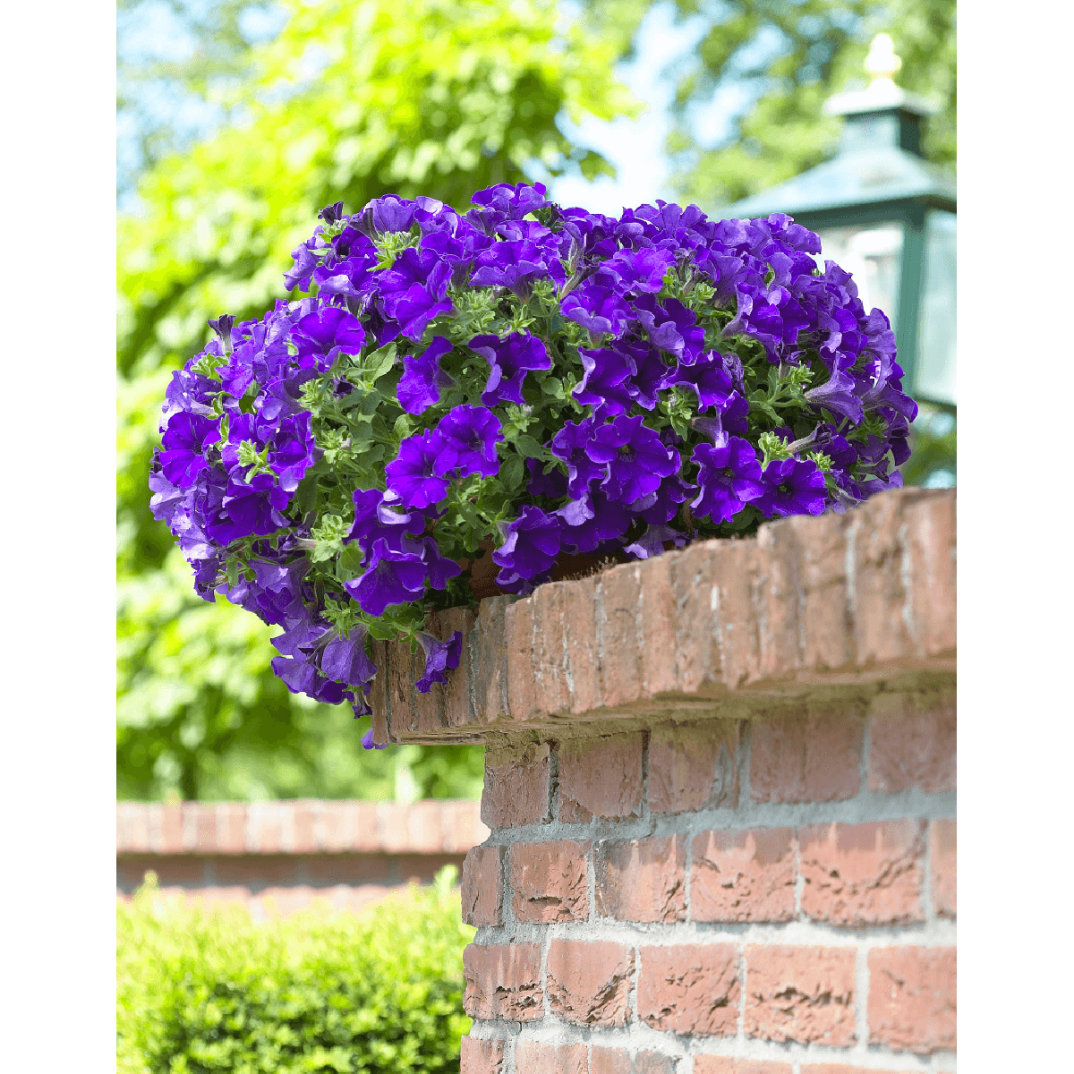Petunia Surfinia® Giant Blue - Trailing Basket and Patio Plant