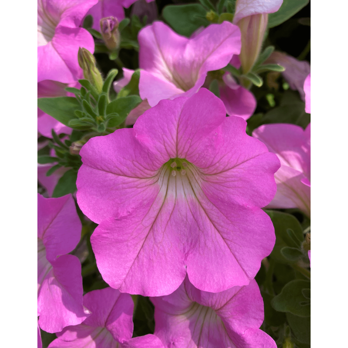 Petunia Surfinia® Big Pink - Trailing Basket and Patio Plant