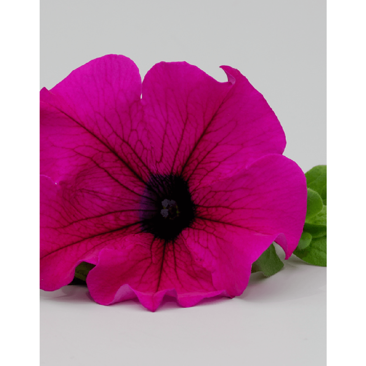 Petunia Surfinia® Purple - Trailing Basket and Patio Plant