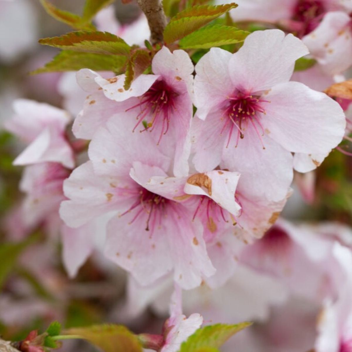 Prunus Flowering Tree Prunus Serrulata Japanese Flowering Cherry
